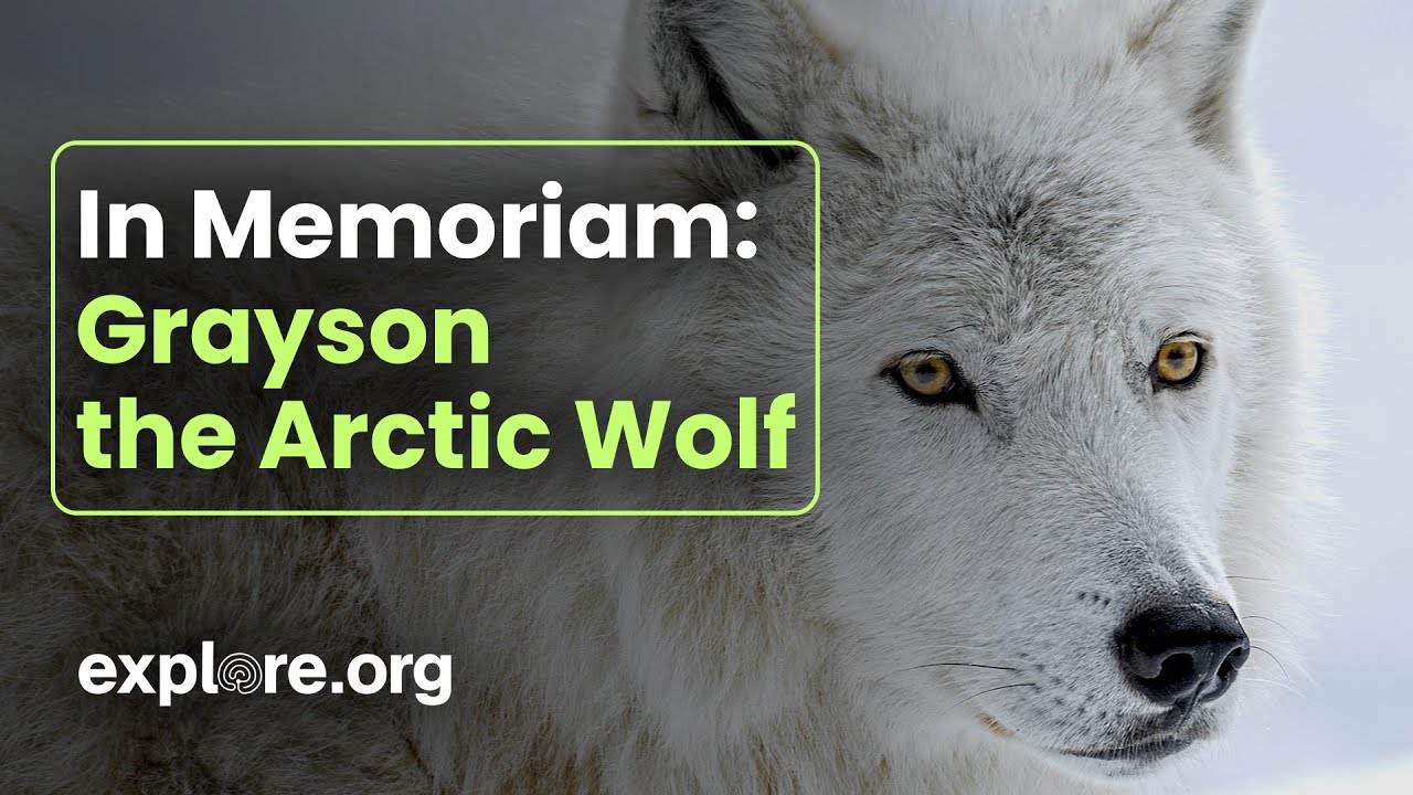 In Memory of Grayson the Artic Wolf - YouTube