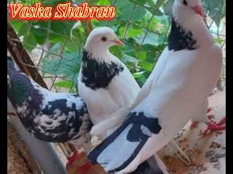Vaska Shabran ( Boynu gülü  ) 2023 HIT