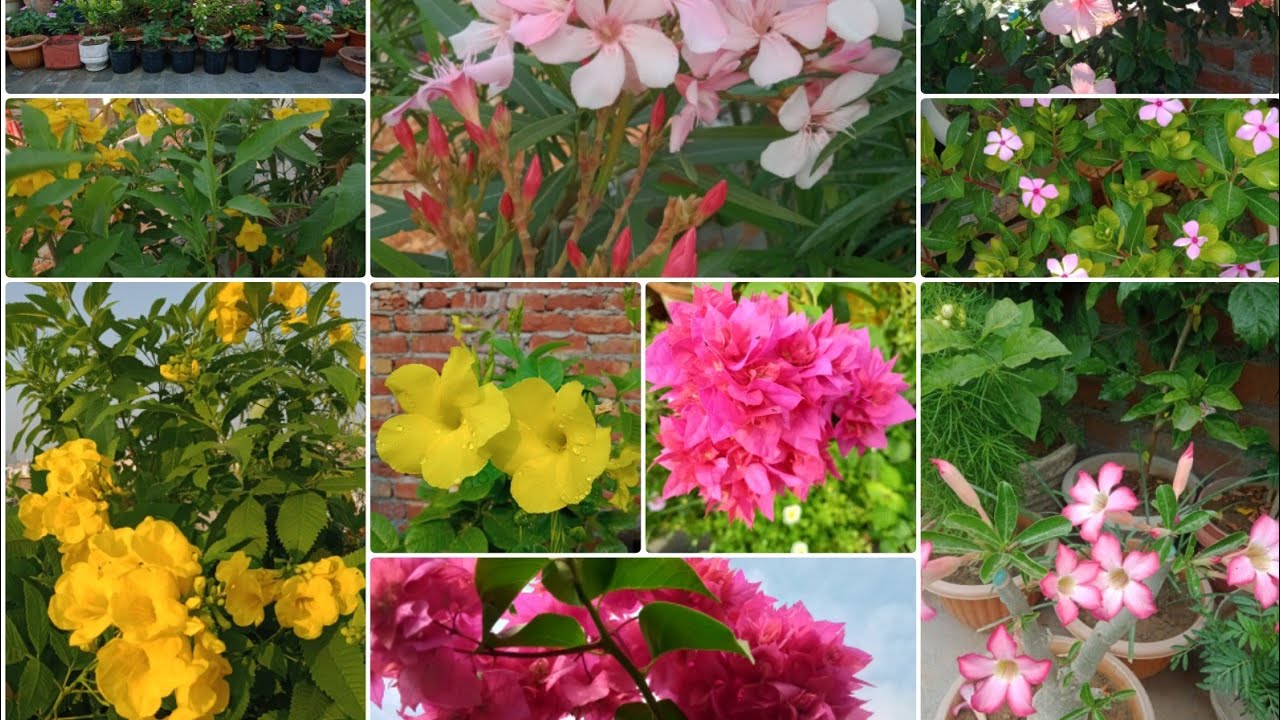 June and July m kon kon se plants garden m add kare. #hellohome # ...