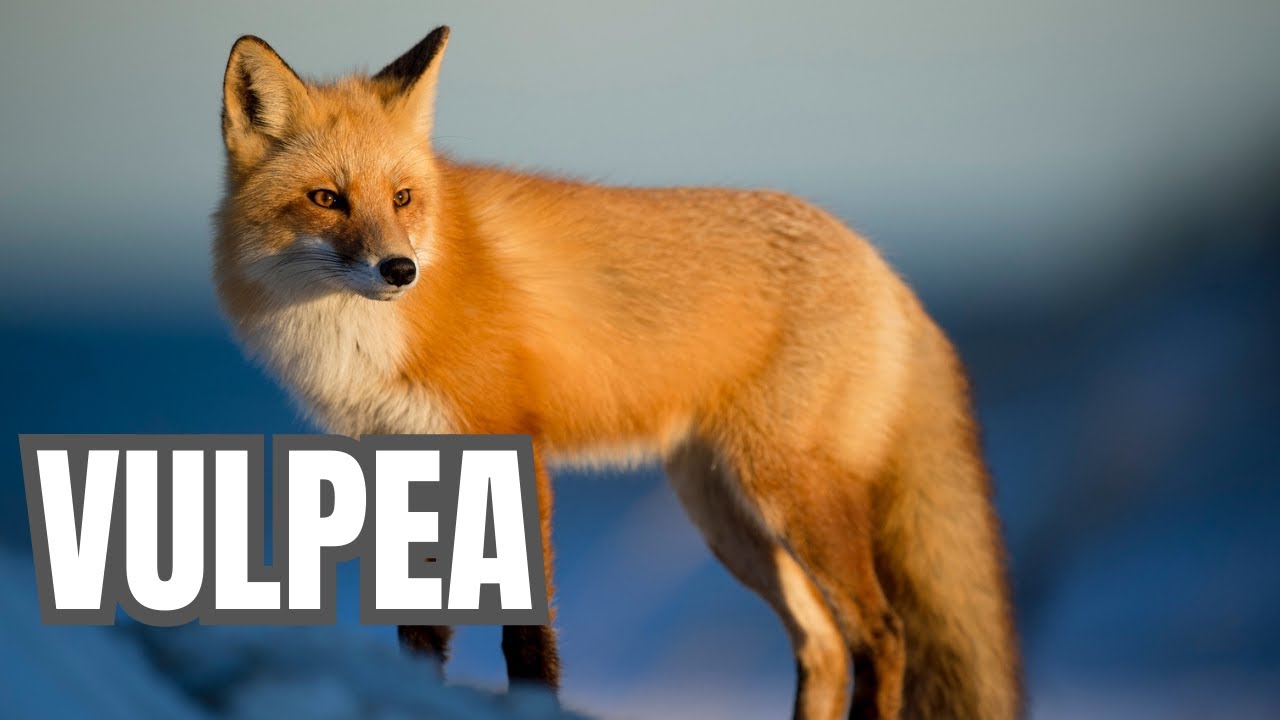 Vulpea | Mini documentar pentru copii. - YouTube