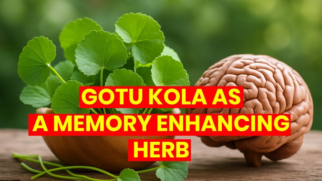 Health Benefits of Gotu Kola as a Memory Enhancing Herb | Brain ...