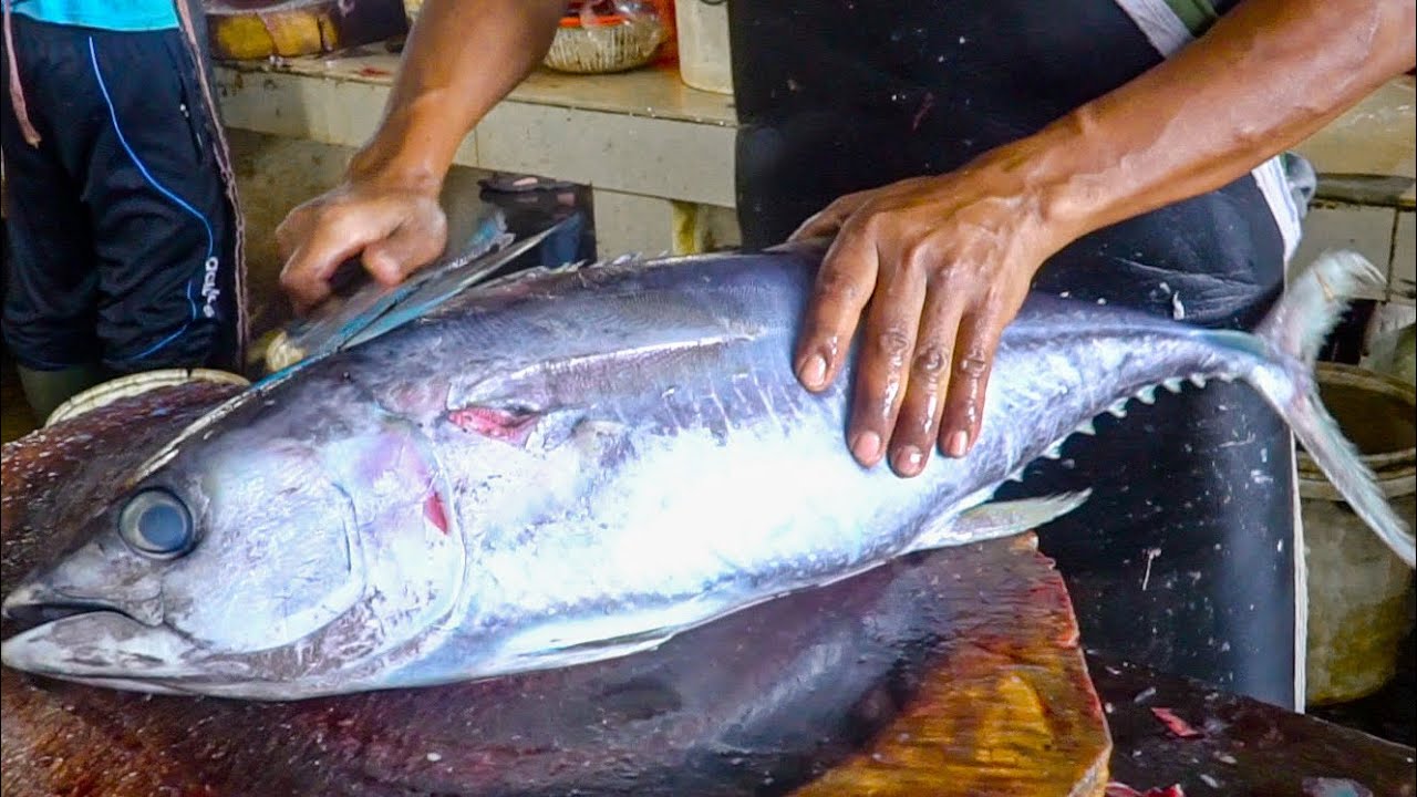 FISH CUTTING VIDEOS IN 2023 || BABY BLUEFIN TUNA FISH CUTTING - YouTube
