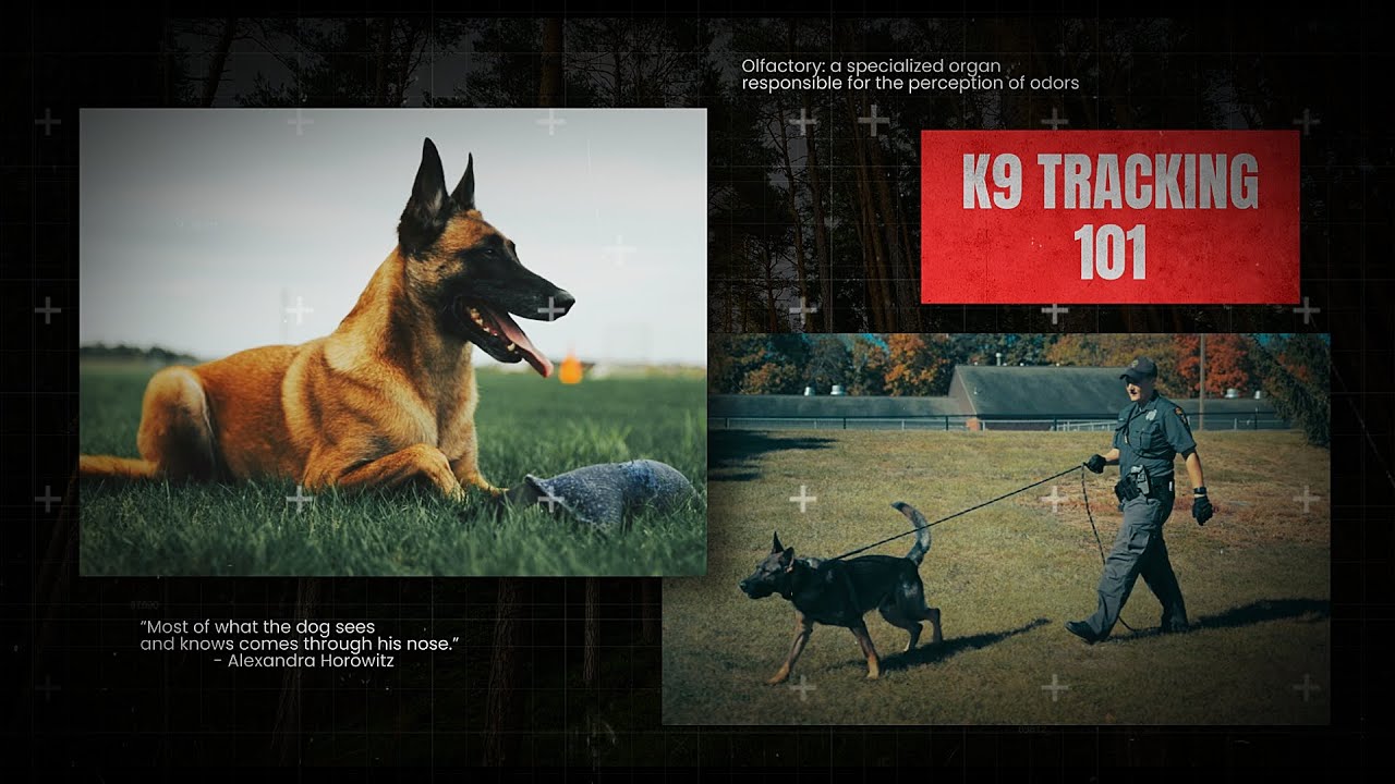 How To Train Your Dog To Track - YouTube