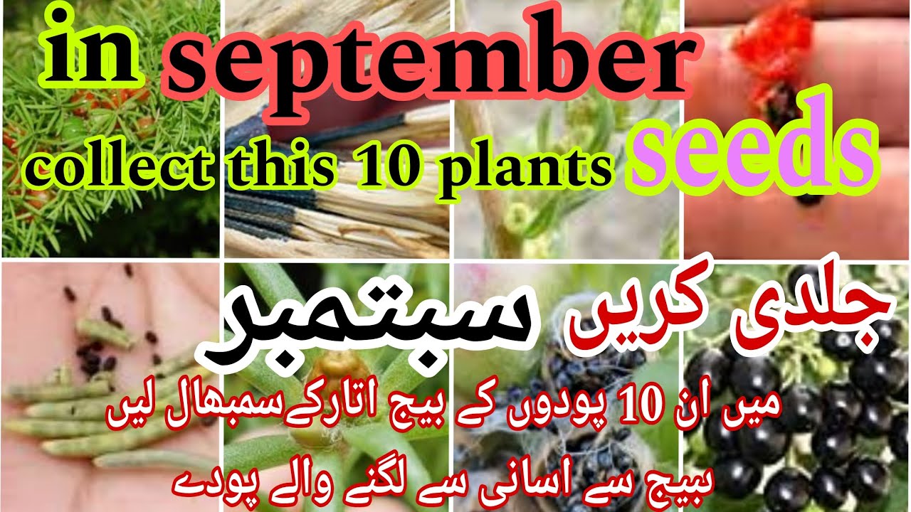 collect seeds|easy at home|in september|for next season |this 10 plants ...
