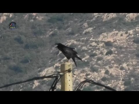 GRAND Corbeau/Cris/Corvus corax ! BRUITX - YouTube