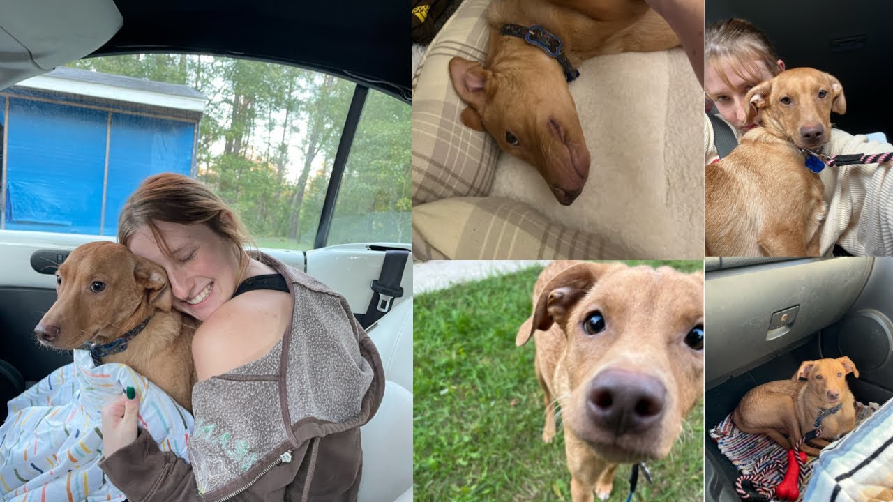 rescuing a puppy to live with me at college - YouTube