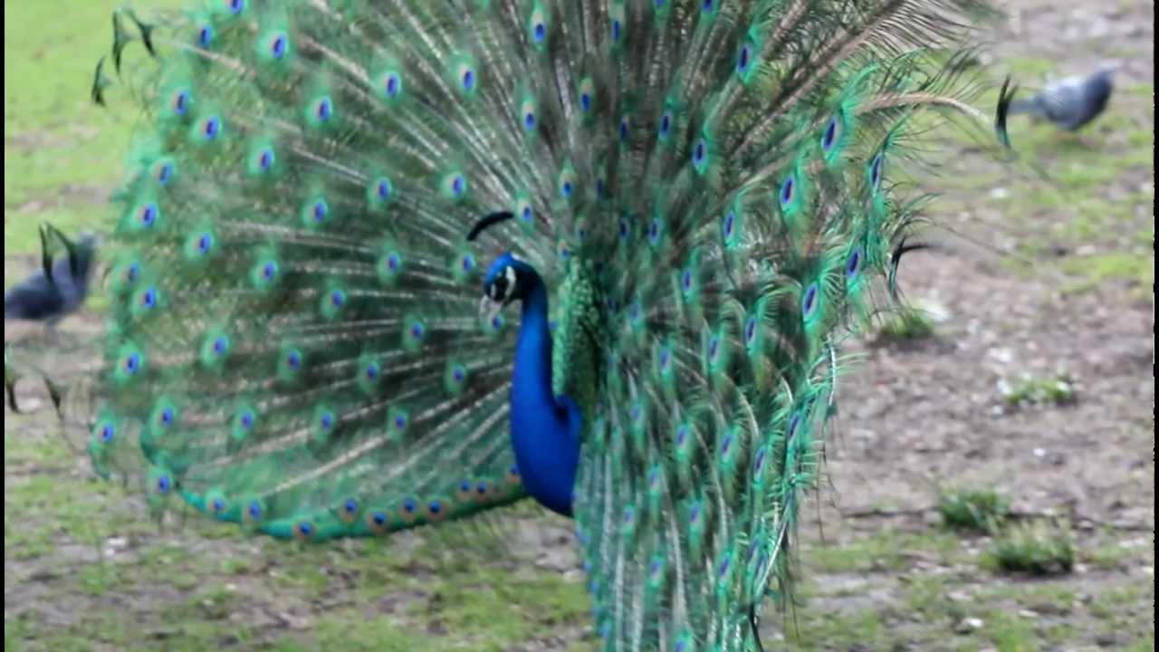Peacock mating ritual - YouTube