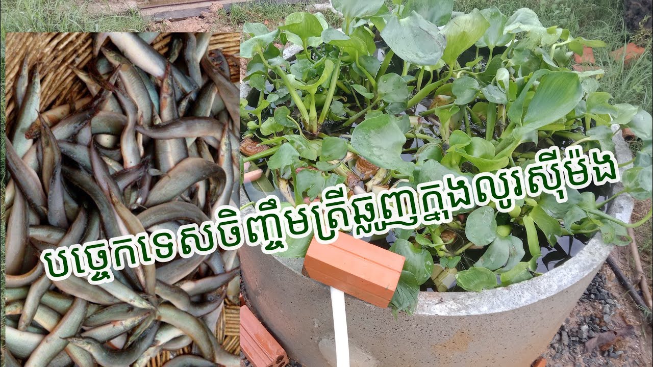 Primitive fish Farming ...