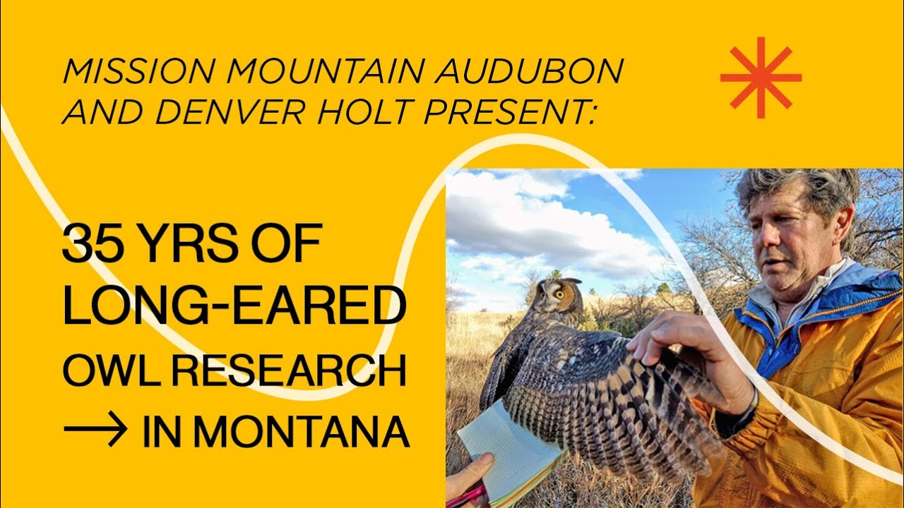 35 YRS OF LONG-EARED OWL RESEARCH IN MONTANA - by Denver Holt at ...