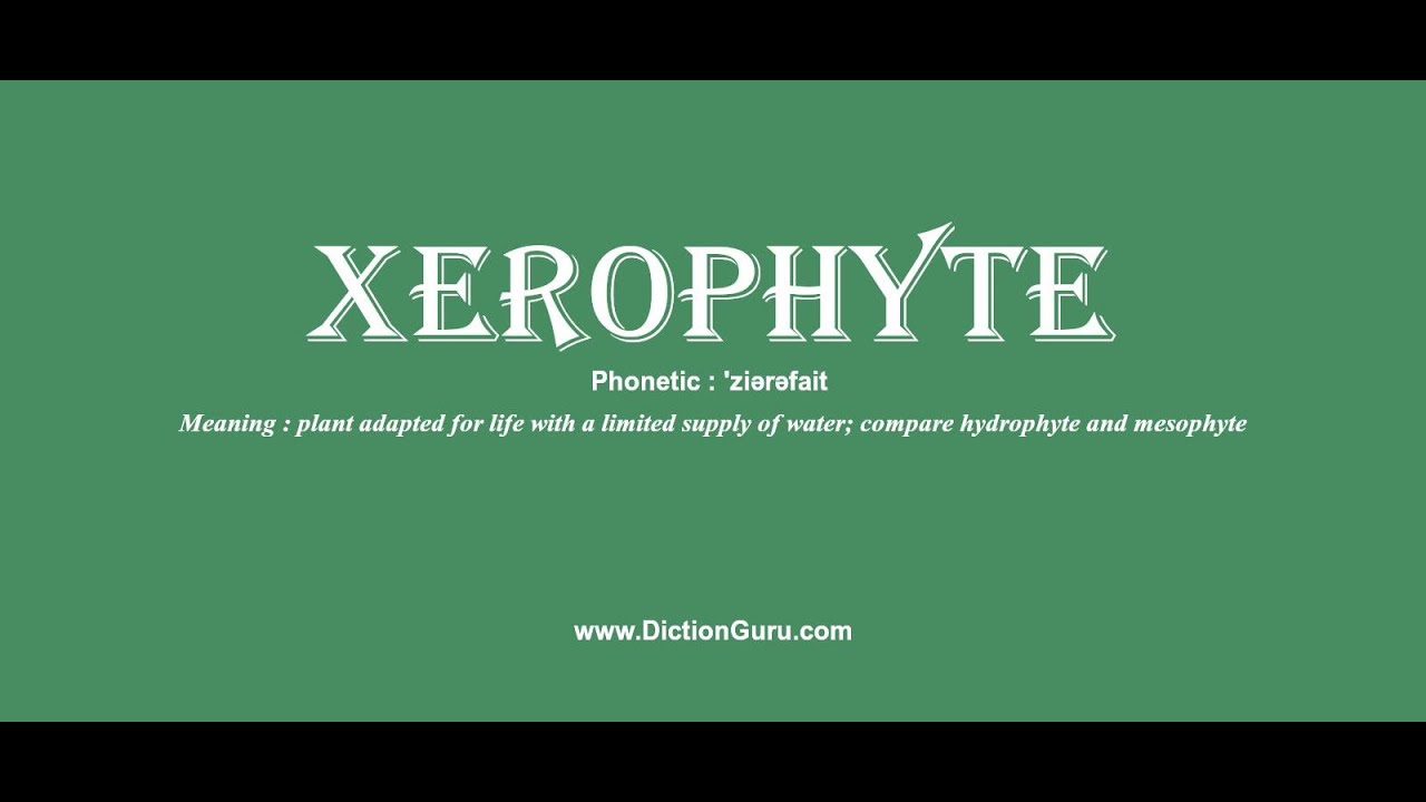 xerophyte: How to pronounce xerophyte with Phonetic and Examples - YouTube