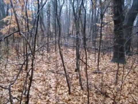 Deer Hunting - Wild Edible And Useful Plants - YouTube