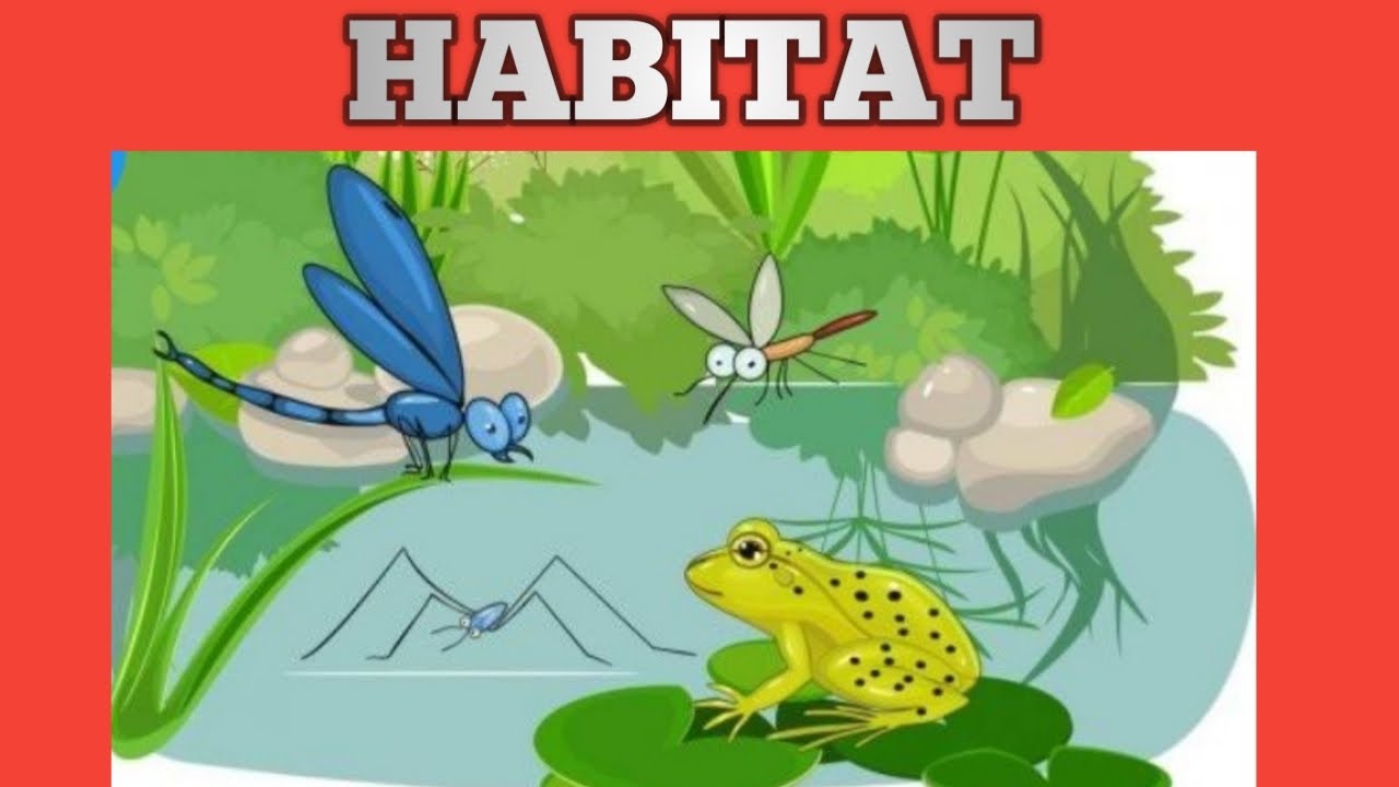 Habitat and components of habitat - YouTube