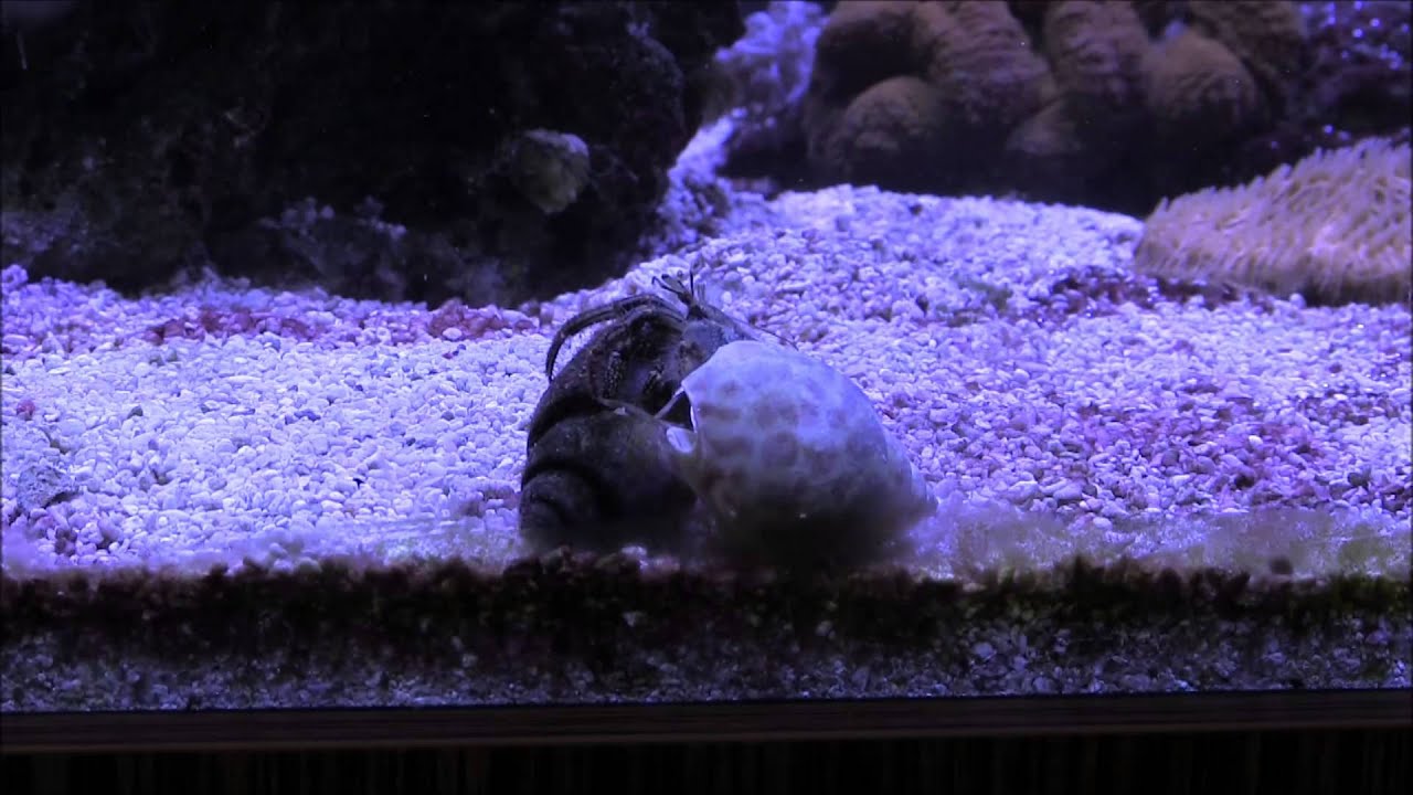 Hermit crab swapping shell's - YouTube