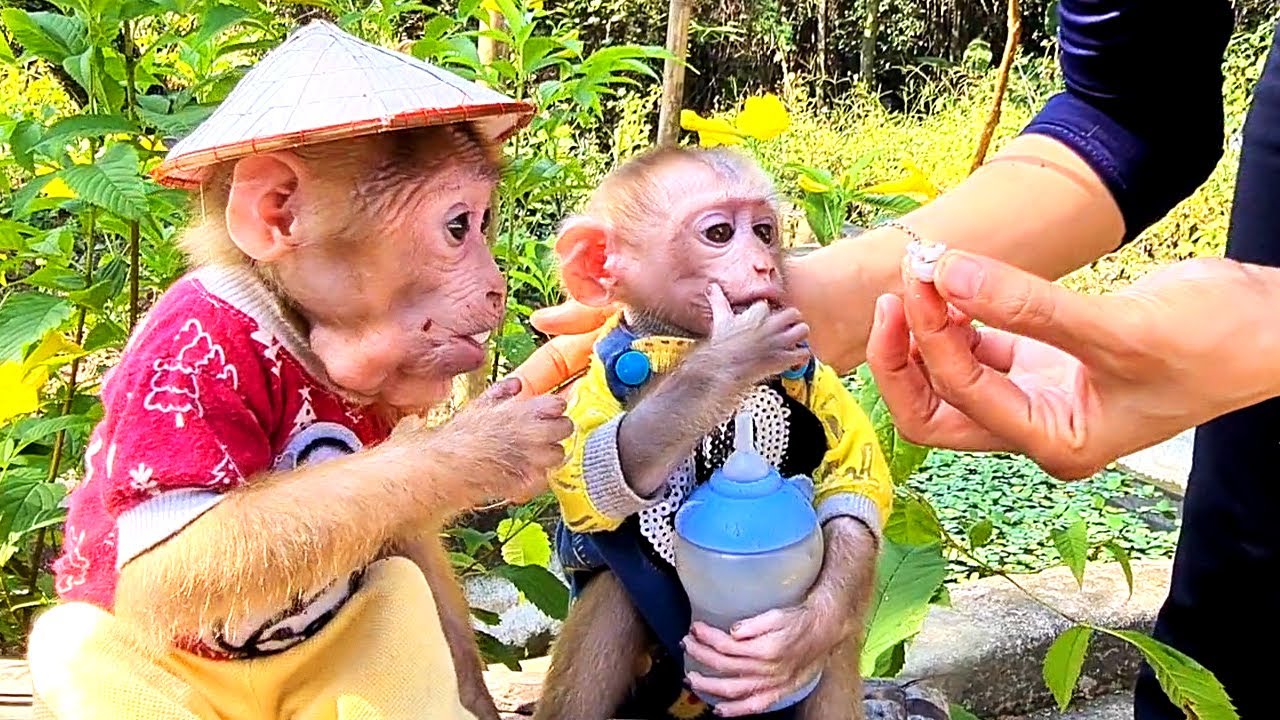 Chip Monkey enjoys mom's delicious water coconut - YouTube