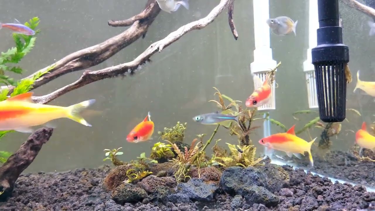 Gold Denison Barb - YouTube