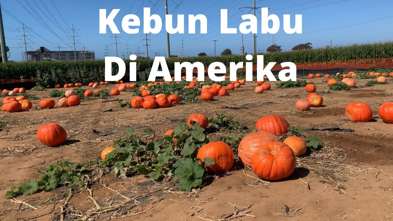 Kebun Labu Di Amerika - YouTube