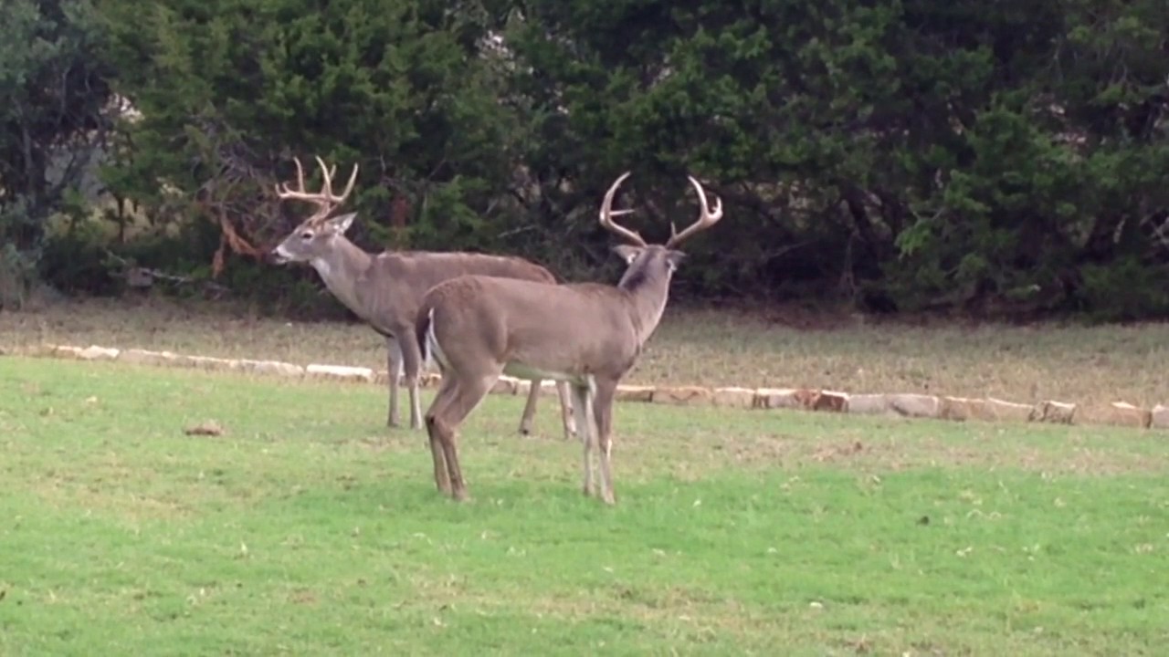 Bucks fighting II - YouTube
