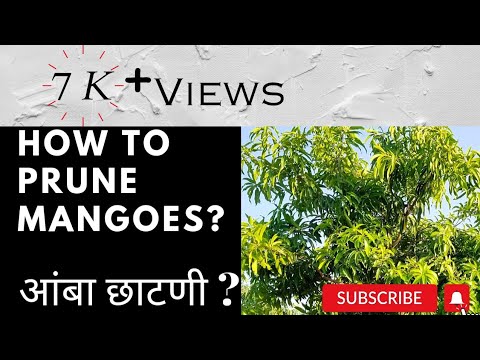 आंबा छाटणी || How to prune mangoes || Mango pruning || - YouTube