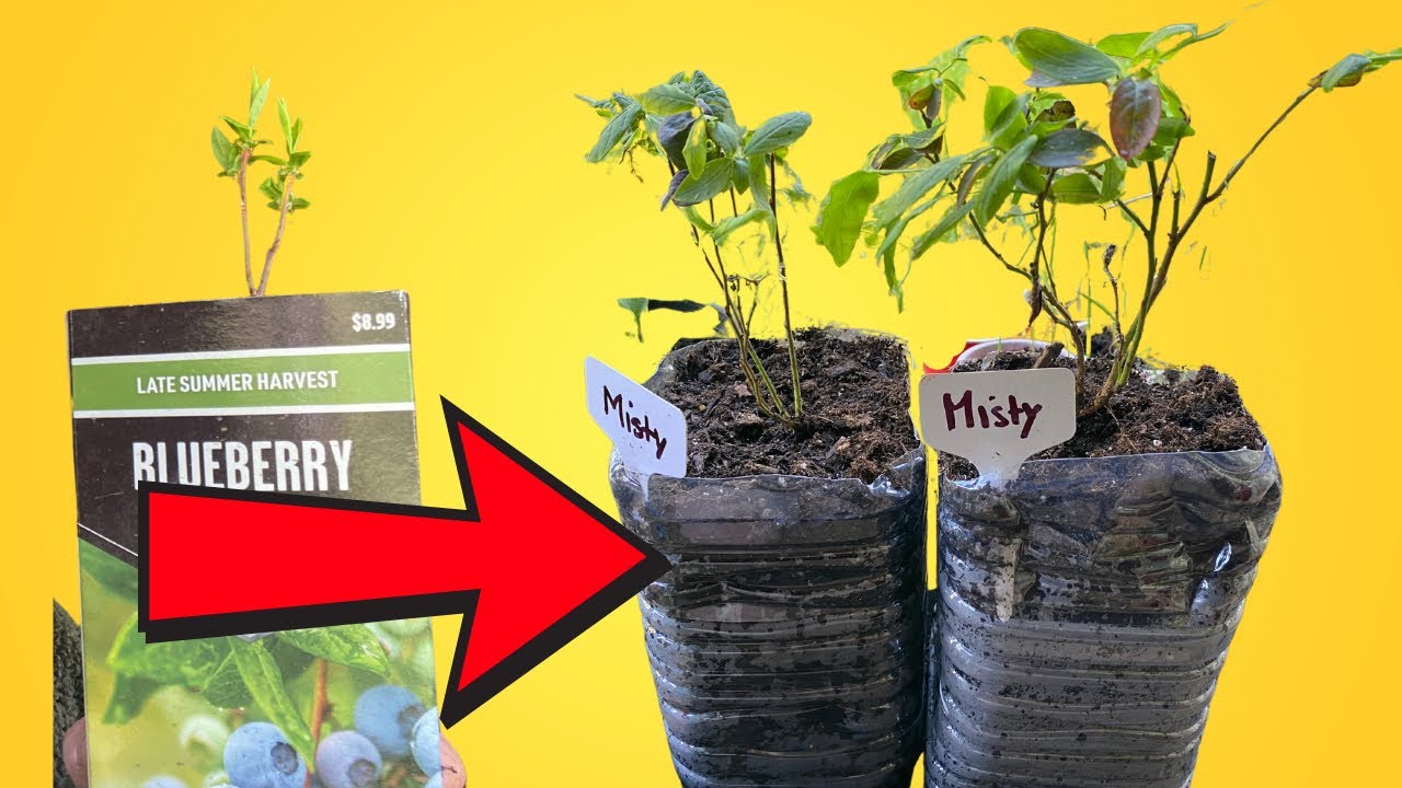 Planting Bare Root Blueberry Bushes into Containers - YouTube