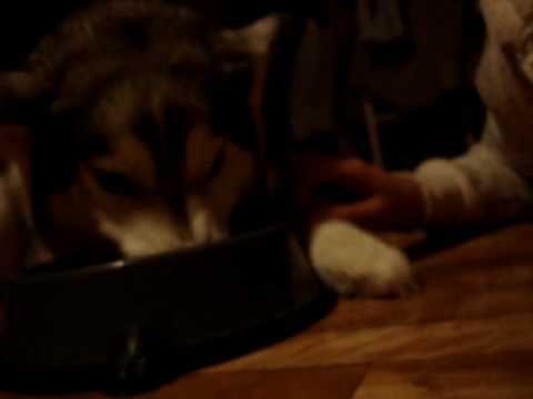 siberian husky arguing - YouTube