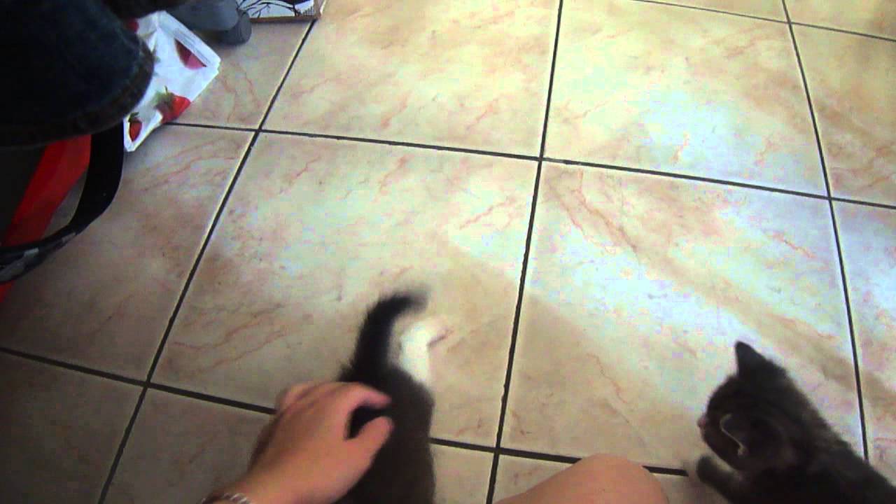 Chaton tout mignon à donner - YouTube