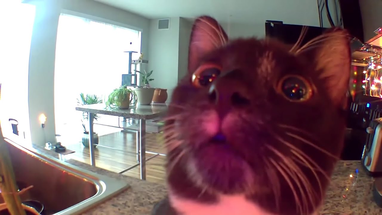 Confused Cat Thinks Owner Is In The Camera - YouTube