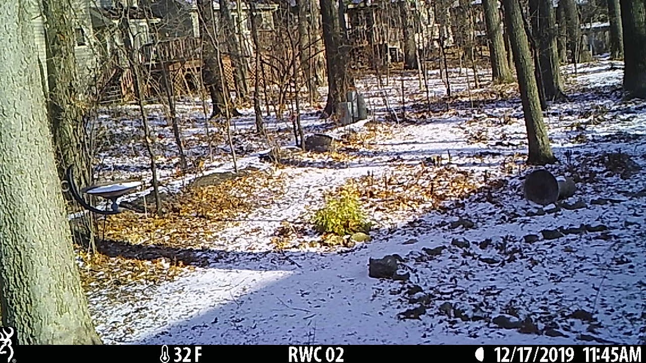 Limping Deer Daytime - YouTube