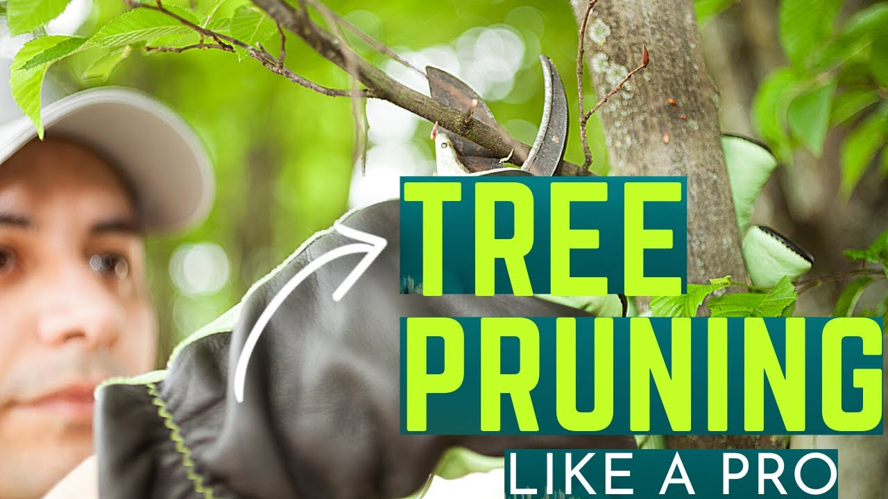 Tree Pruning Like a Pro || Must Watch - YouTube