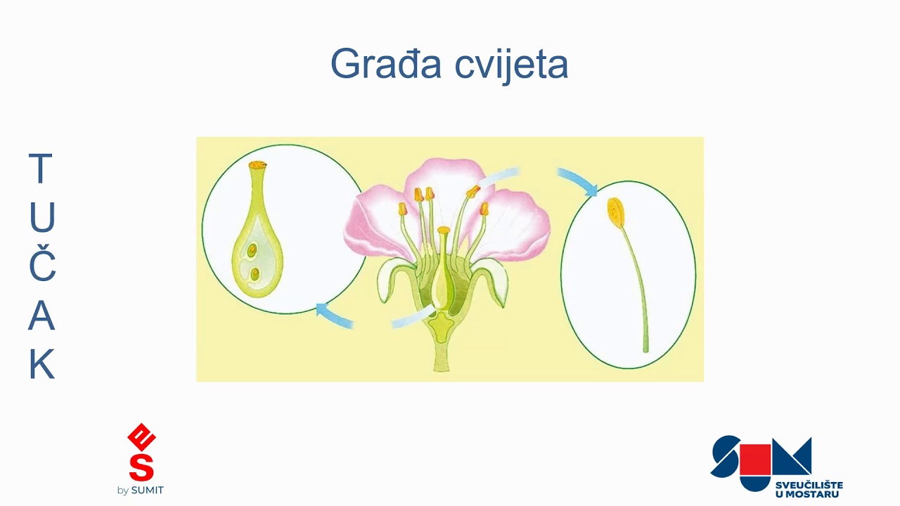 Biologija, VI razred Građa cvijeta - YouTube
