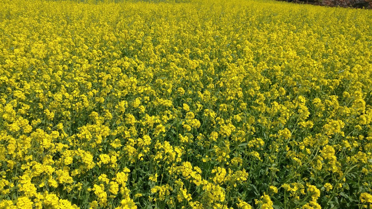 Canola flying - YouTube