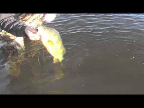 Sexy Soft 4Play Savage Lure Action Teaser