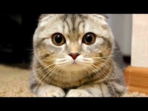 Gatti divertenti - I migliori video di gatti pazzi #3 - YouTube