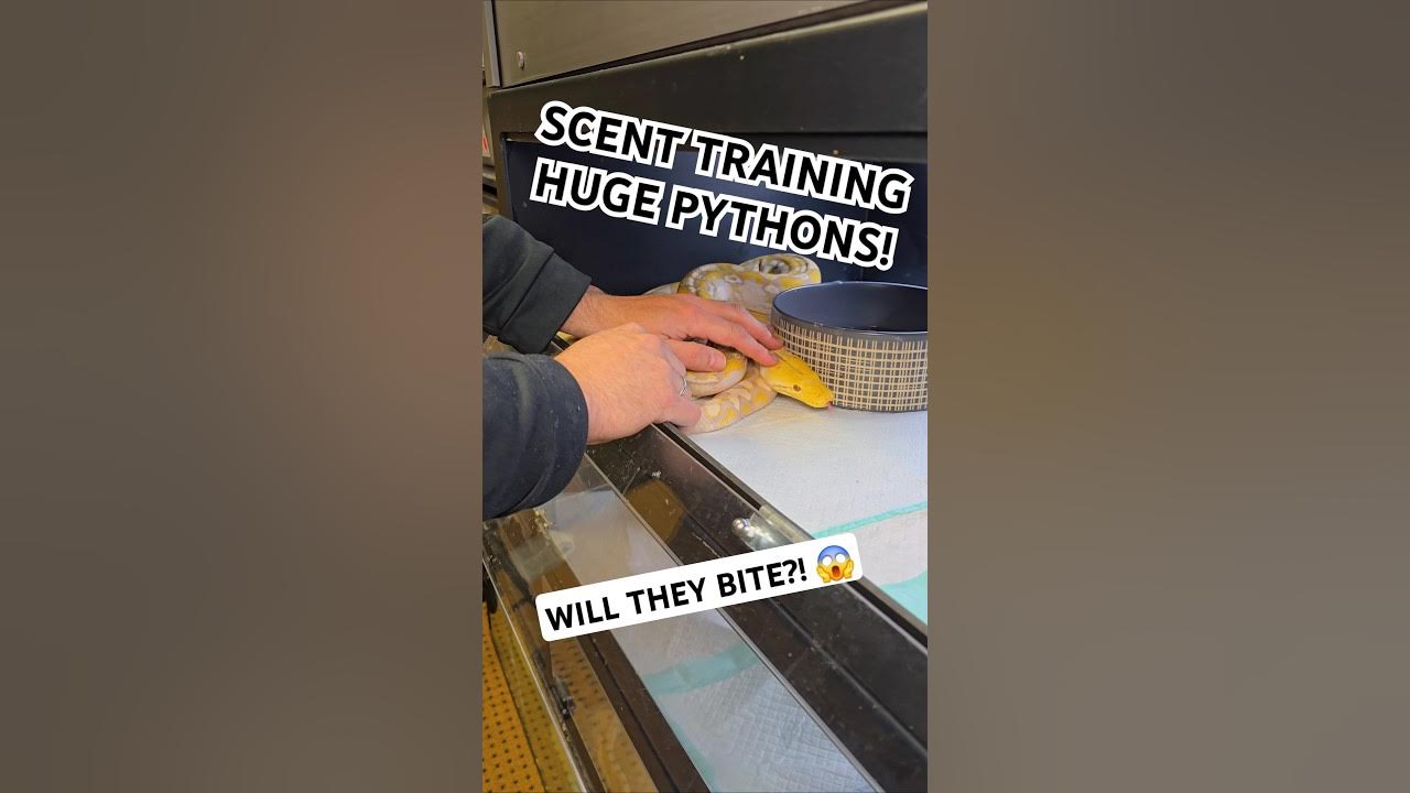 🐍 SCENT TRAINING HUGE PYTHONS! WILL I GET BIT?! 😱 #reticulatedpython # ...