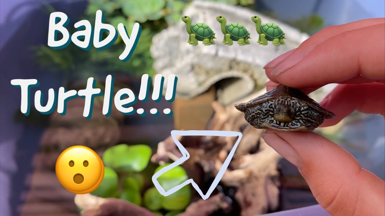Adding BABY TURTLE to Mini Pond!!! - YouTube