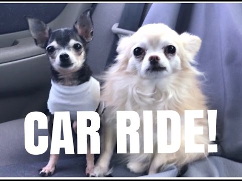 MEET MY DOGS - THEY LOVE CAR RIDES! - YouTube