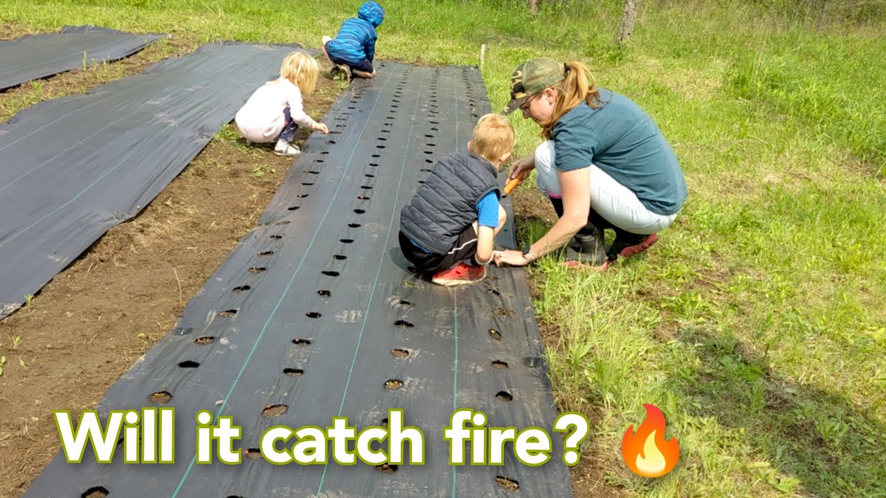 Weed Barrier in the Garden! Planting corn as a family 🌽 - YouTube