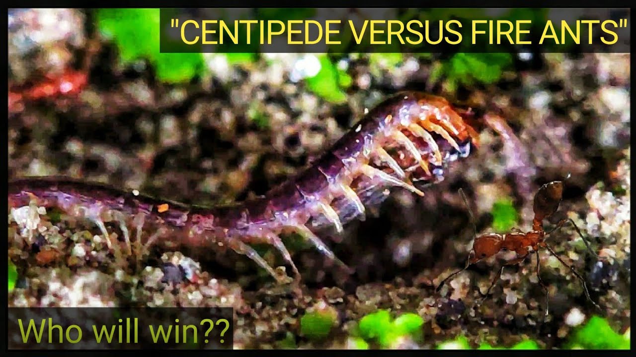 Fire Ants Vs Centipede - YouTube