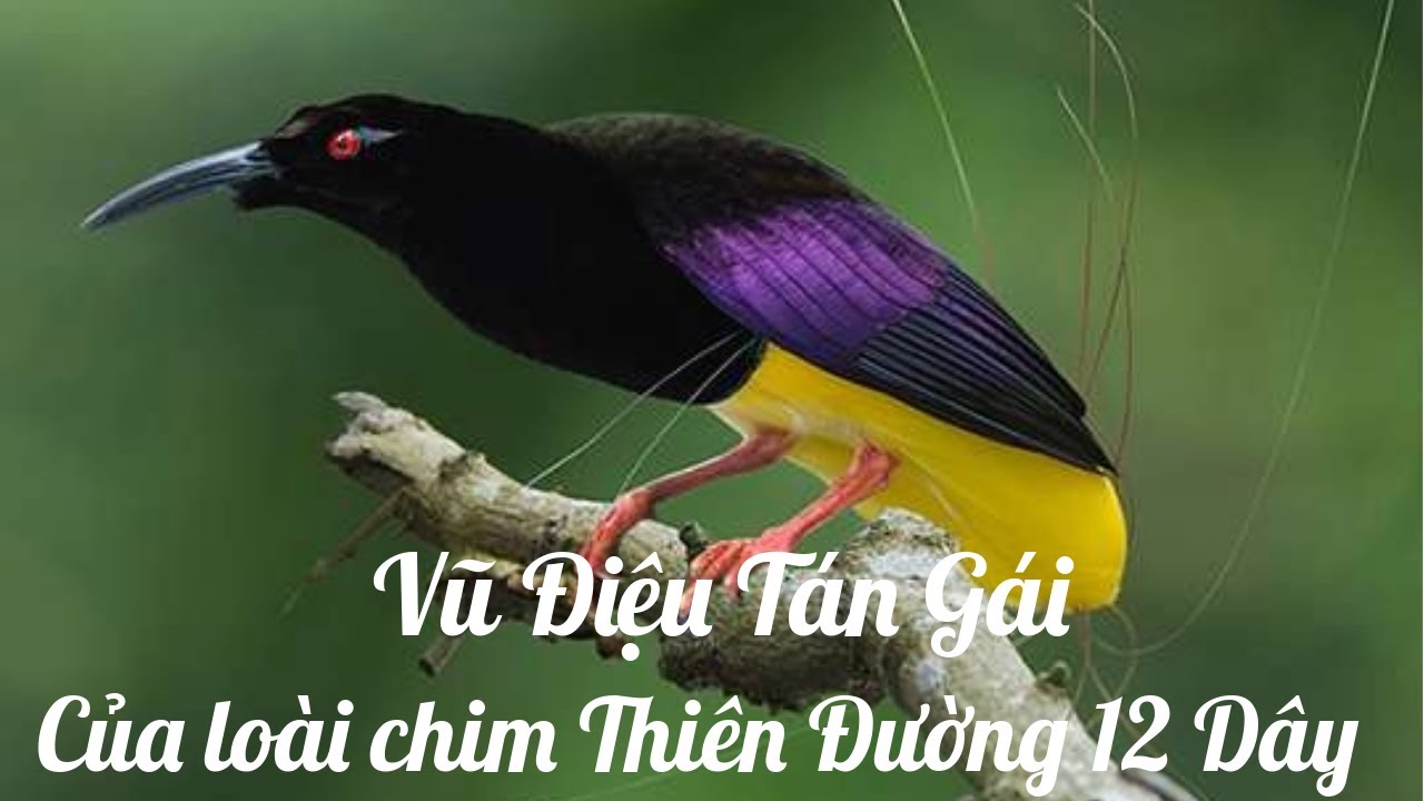 Màn tỏ tình của loài chim đẹp nhất hành tinh | Twelve-wired Bird-of ...