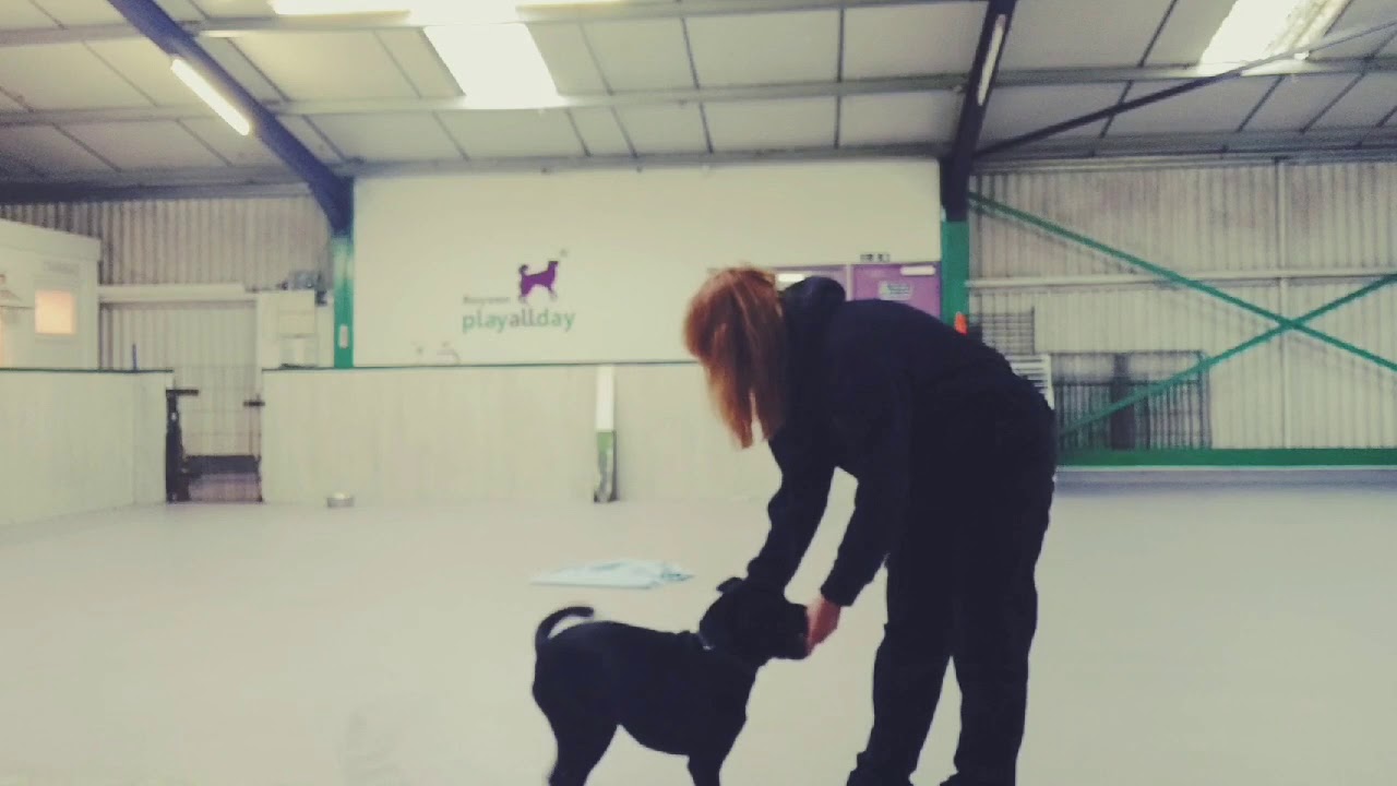 How to teach "collar grab" - YouTube