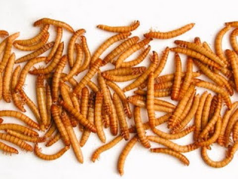 Tips memisahkan telur ulat hongkong - YouTube