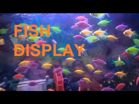 eye catching Fish display, verity of fish display - YouTube