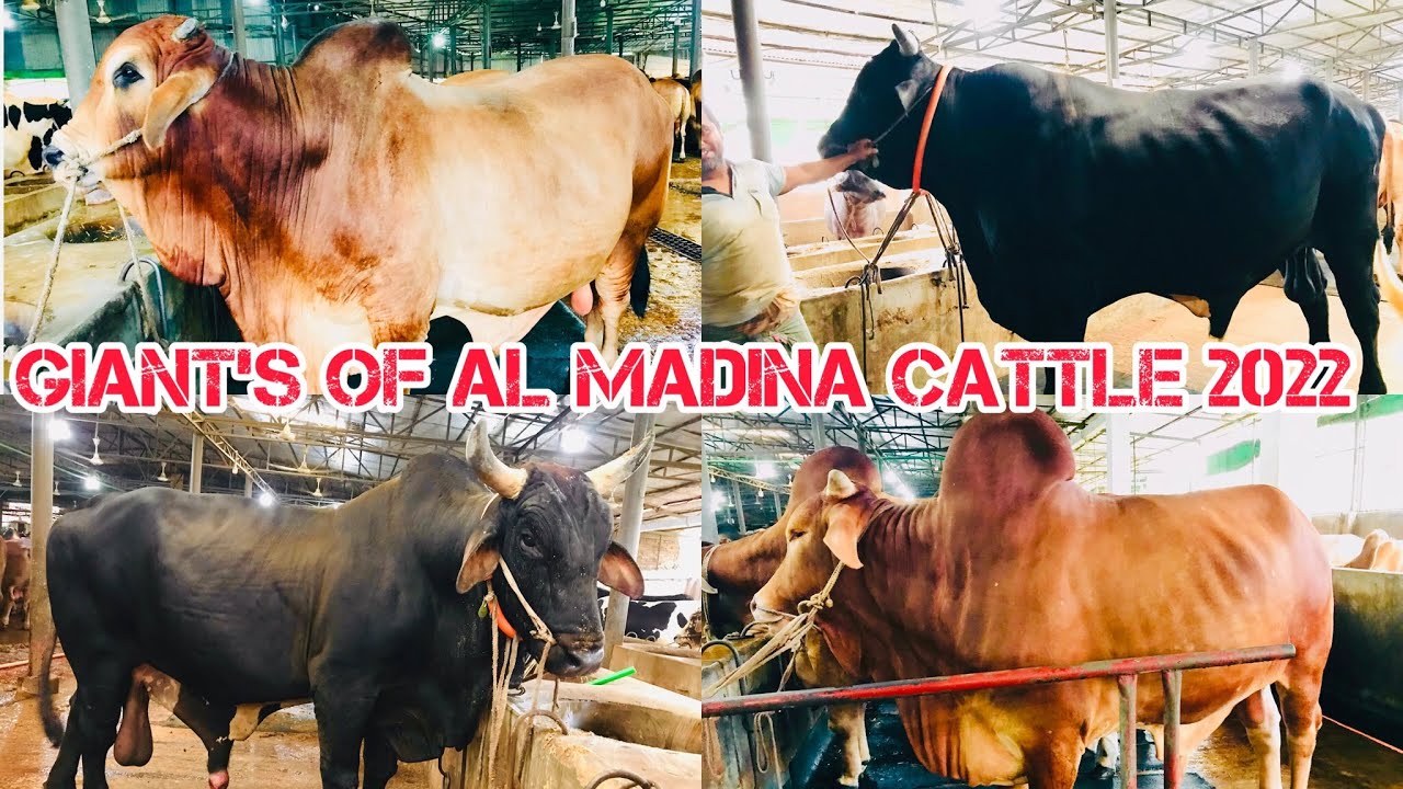 The Giant’s of Al madina cattle farm 2022 Qurbani | RDX - YouTube