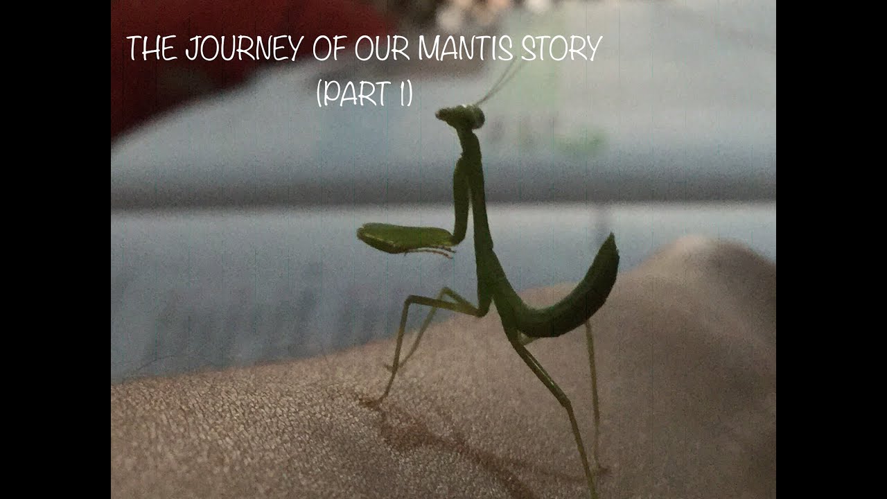 THE JOURNEY OF OUR MANTIS [part 1 of our mantis story] - YouTube