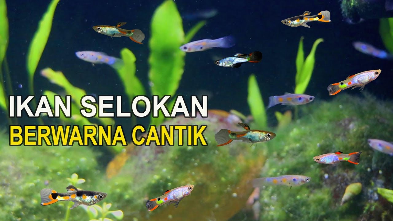 AQUASCAPE IKAN CERE - IKAN SELOKAN - YouTube