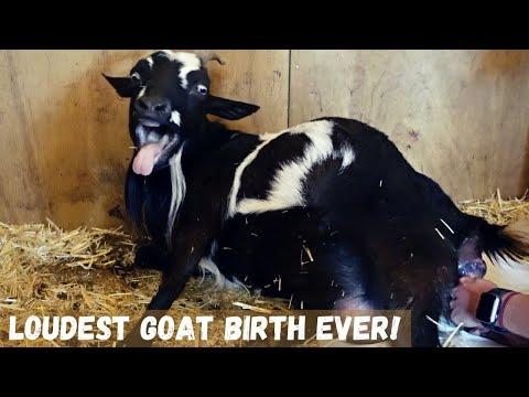 LOUDEST GOAT BIRTH SO FAR! LUNCH BREAK GOAT DELIVERY! CUTEST GOAT BABIES EVER!