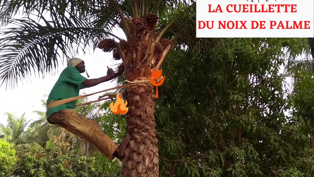 SPÉCIALISTE DU NOIX DE PALMISTE - YouTube