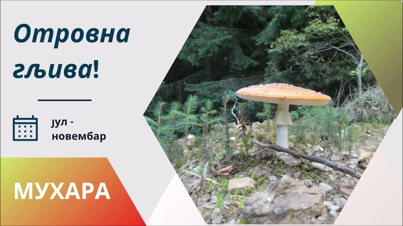 Мухара - Muhara (Amanita muscaria) - YouTube