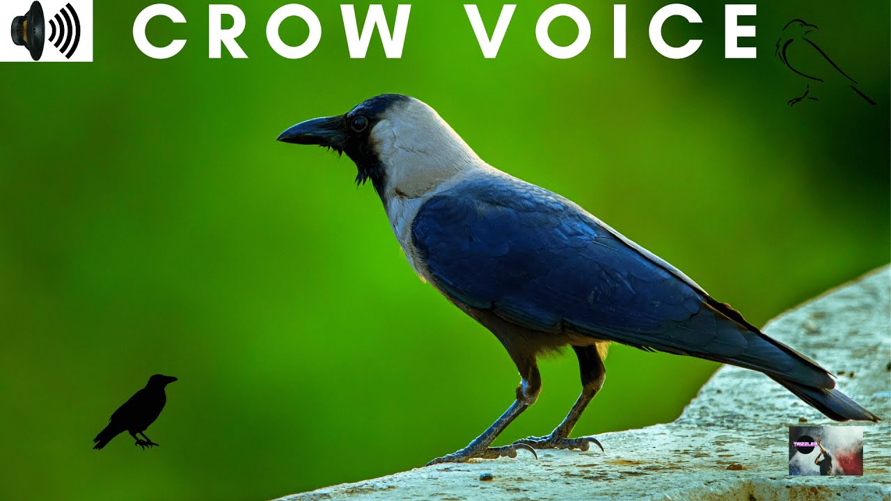 CROW VOICE | BIRD | CORVUS | TRIZZLER | - YouTube