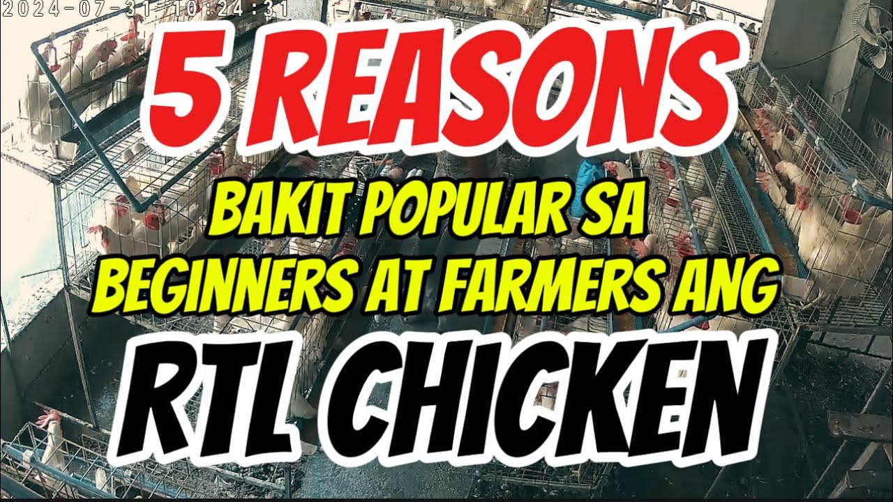 WHAT IS RTL CHICKEN AND WHY IT’S POPULAR FOR FARMERS AND BEGINNERS IN ...