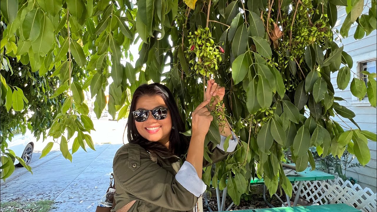 Picking Jamun Fruits in Long Beach California - YouTube